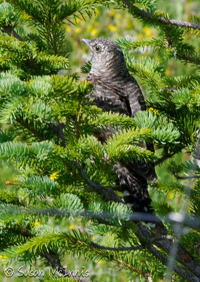 eBird Checklist - 7 Jul 2025 - Zoige, Aba CN-Sichuan 33.43349, 102. ...
