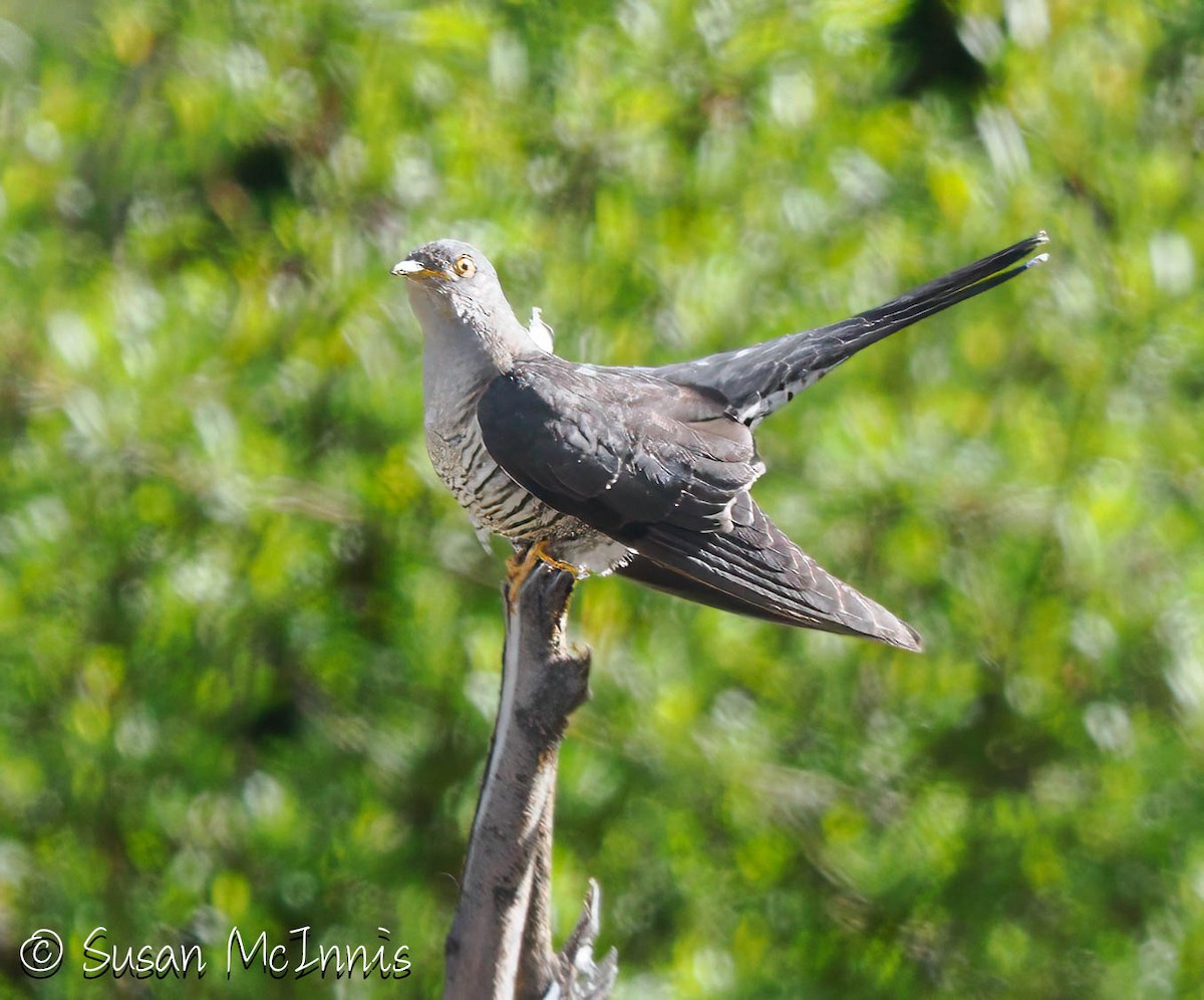 eBird Checklist - 7 Jul 2025 - 248 National Road, Aba CN-Sichuan 32. ...