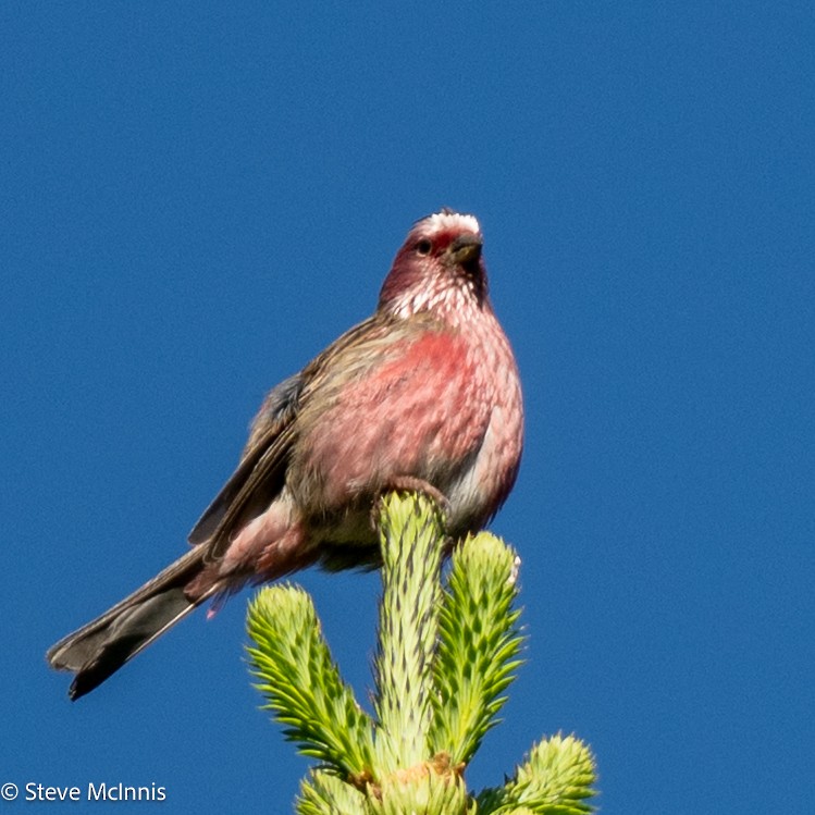 eBird Checklist - 9 Jul 2025 - Barkam, Aba CN-Sichuan 31.71232, 102. ...