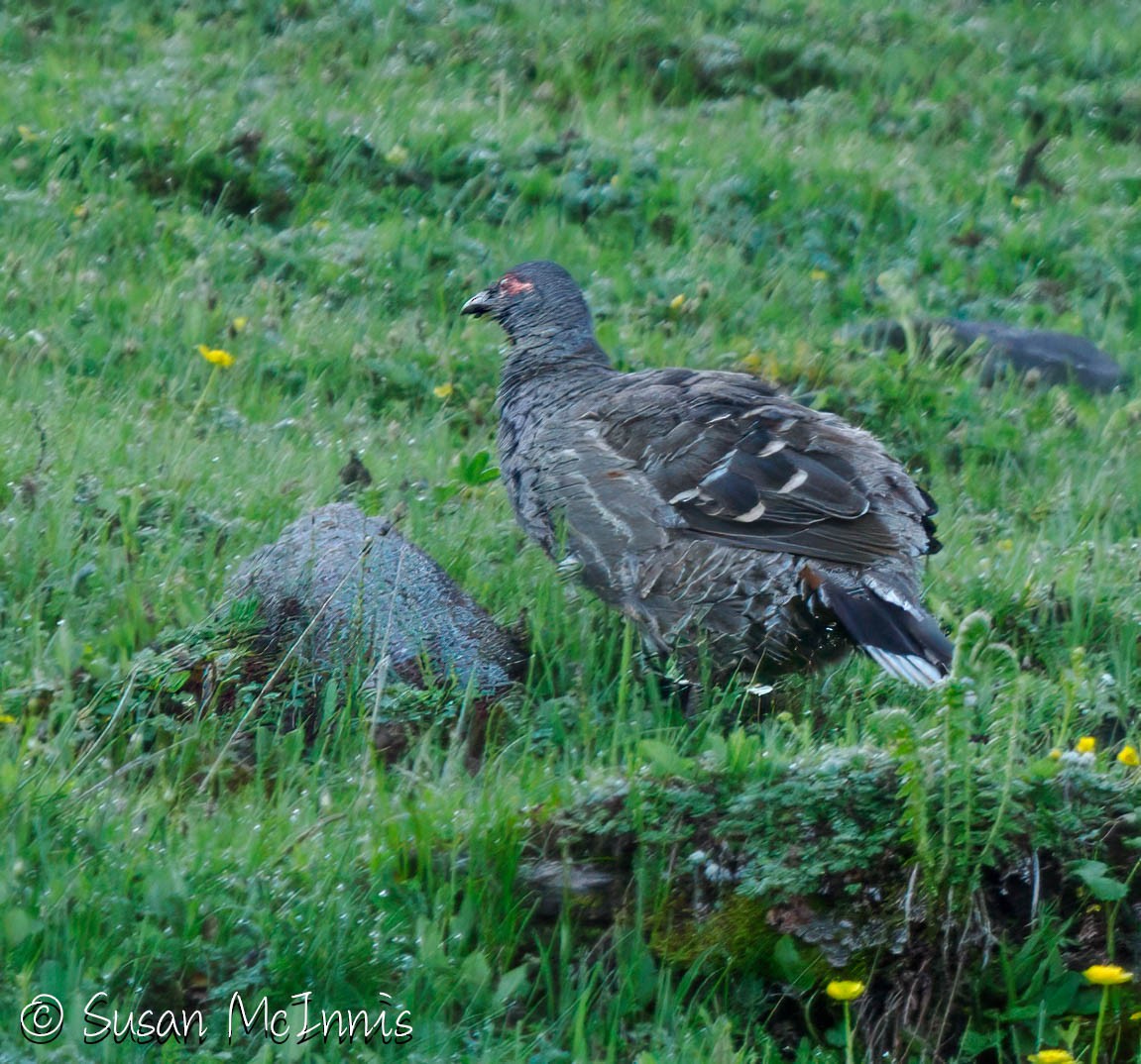 eBird Checklist - 8 Jul 2025 - Barkam, Aba CN-Sichuan 31.71225, 102. ...