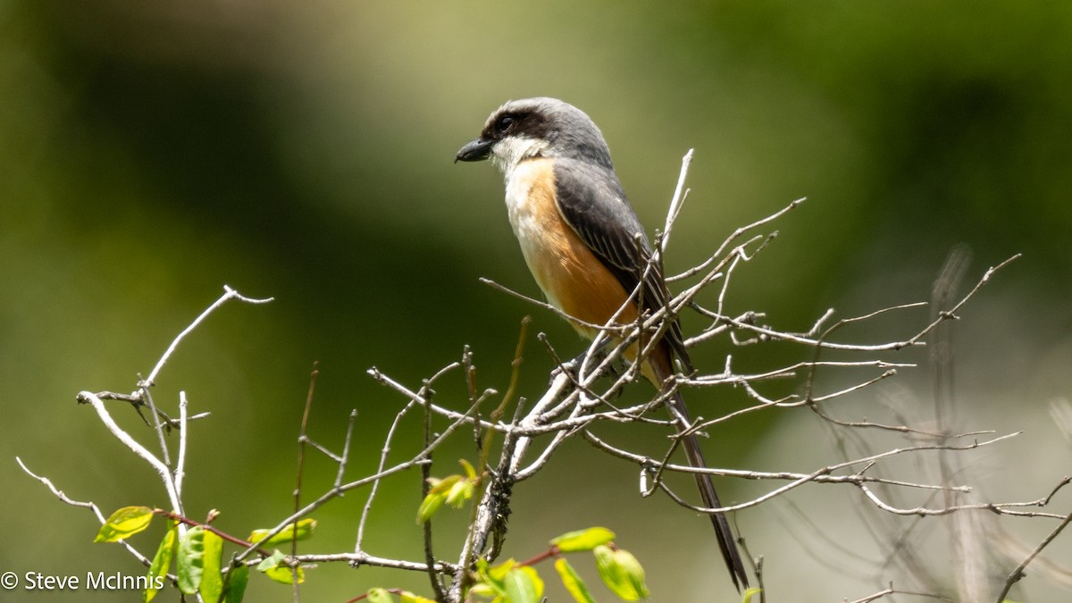 eBird Checklist - 8 Jul 2025 - 217 Provincial Road, Aba CN-Sichuan 31. ...