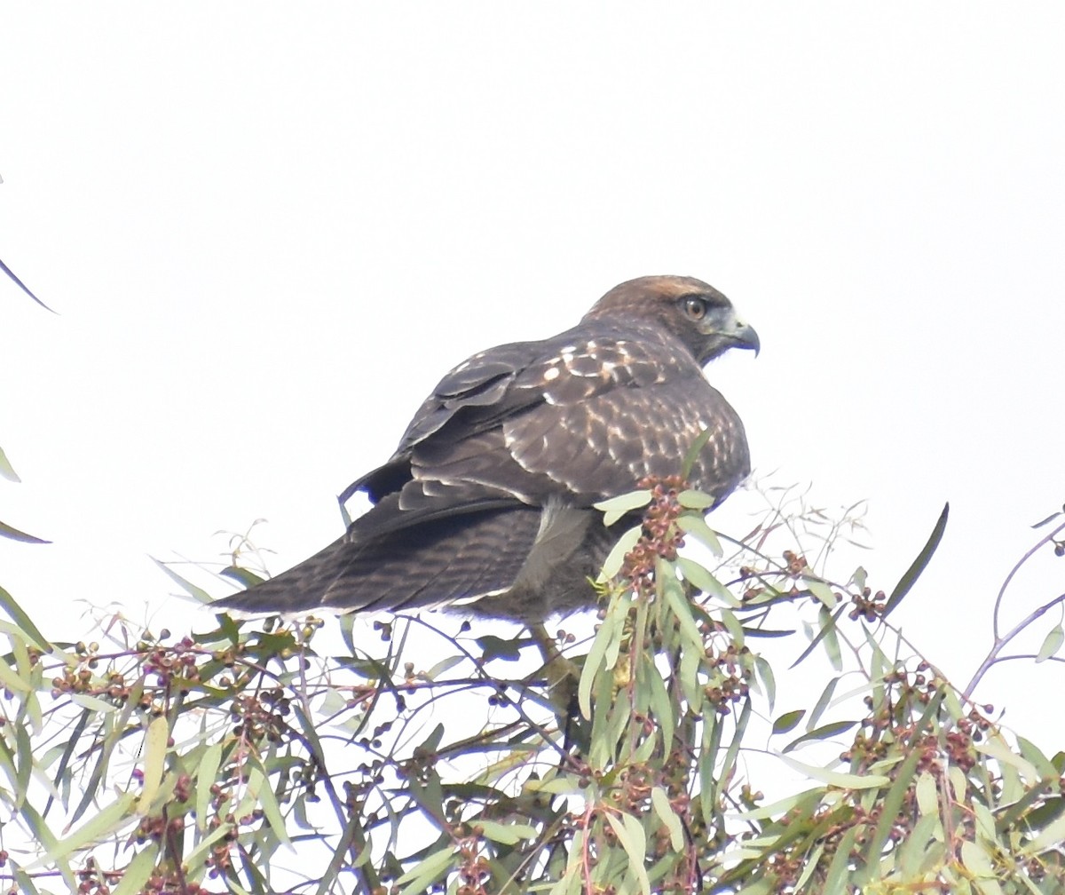 Red-tailed Hawk - Buteo jamaicensis - Media Search - Macaulay Library and eBird