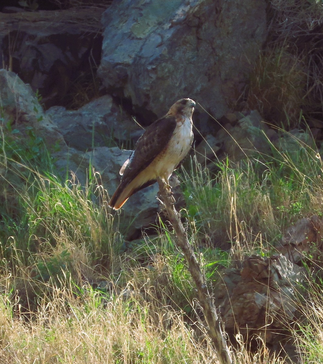 Red-tailed Hawk - Buteo jamaicensis - Media Search - Macaulay Library and eBird