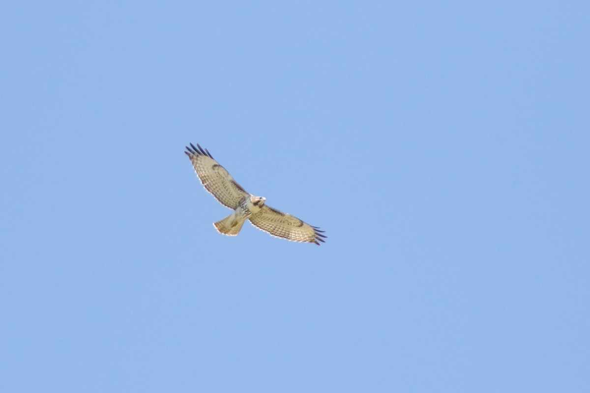 Red-tailed Hawk - Buteo jamaicensis - Media Search - Macaulay Library and eBird