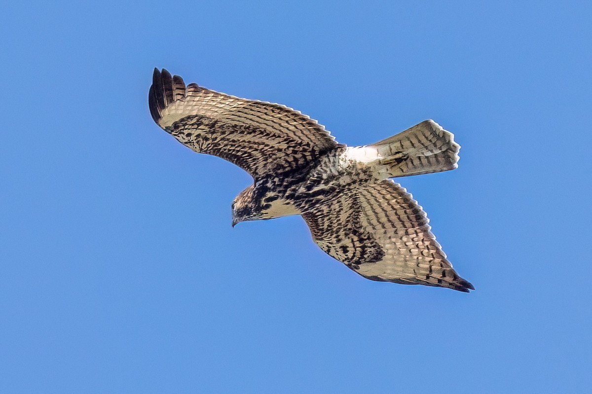 Red-tailed Hawk - Buteo jamaicensis - Media Search - Macaulay Library and eBird