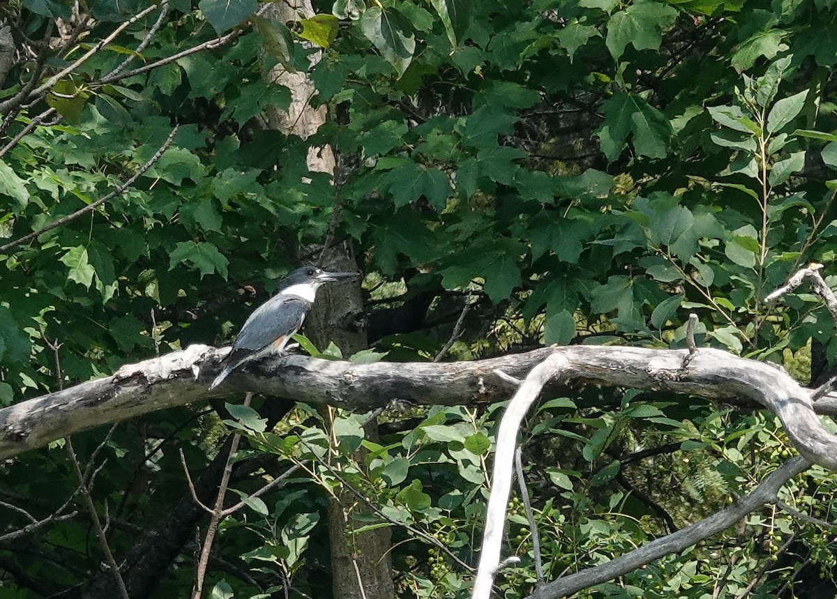 eBird Checklist - 25 Jul 2025 - Marais du Grand Remous - 31 species