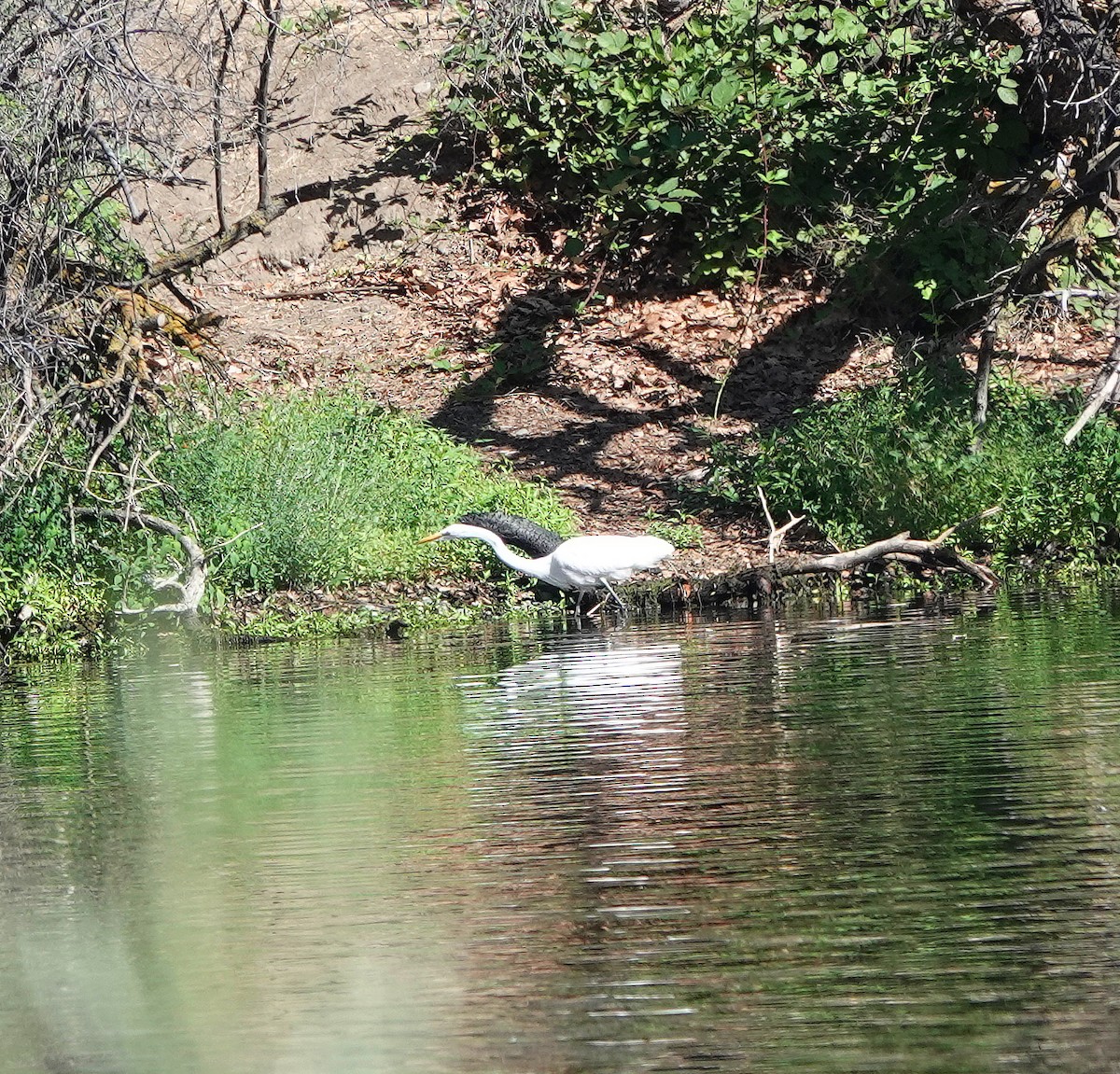 eBird Checklist - 25 Jul 2025 - Chief Timothy Park - 3 species