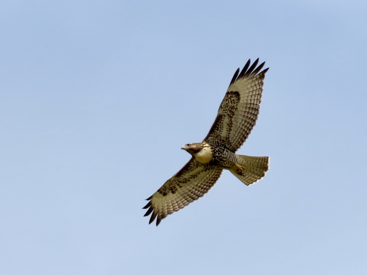 Red-tailed Hawk - Buteo jamaicensis - Media Search - Macaulay Library and eBird