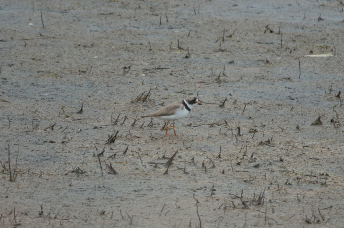 ML639391187 - Semipalmated Plover - Macaulay Library