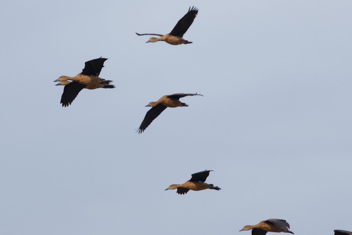 eBird Checklist - 21 Jul 2025 - Ranod--Phang Yang paddies - 33 species ...