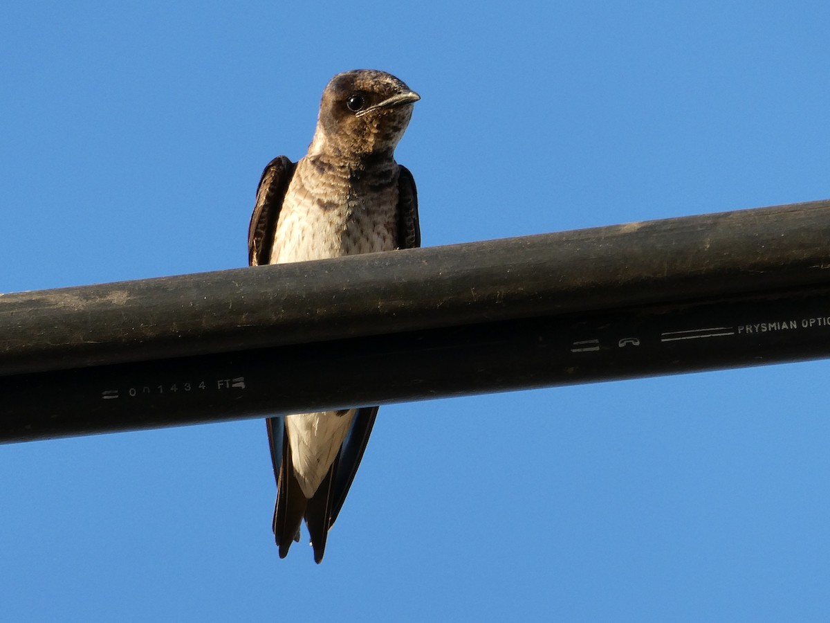 eBird Checklist - 25 Jul 2025 - Sutterville Rd. Purple Martin Colony ...