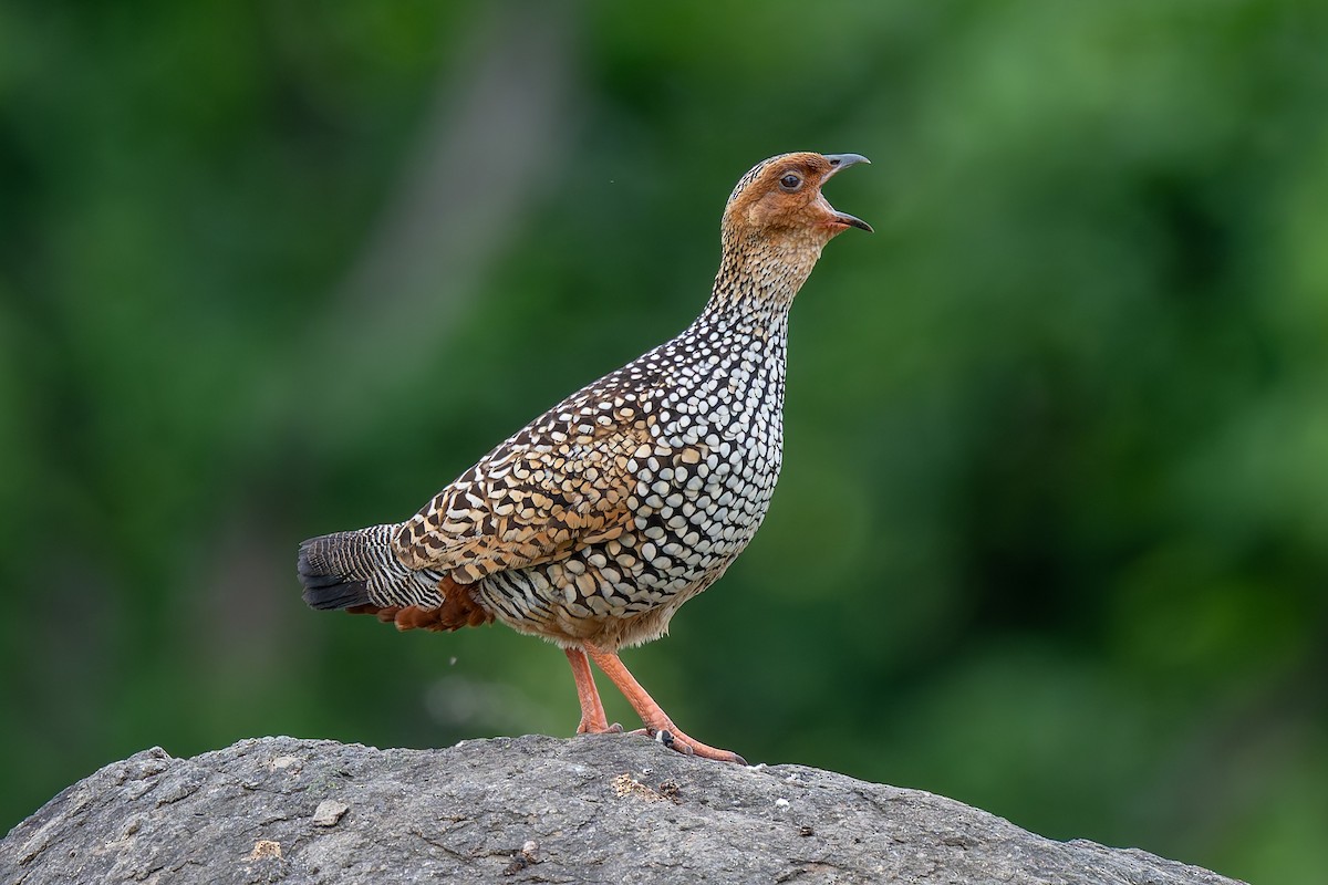 ML639405038 - Painted Francolin - Macaulay Library