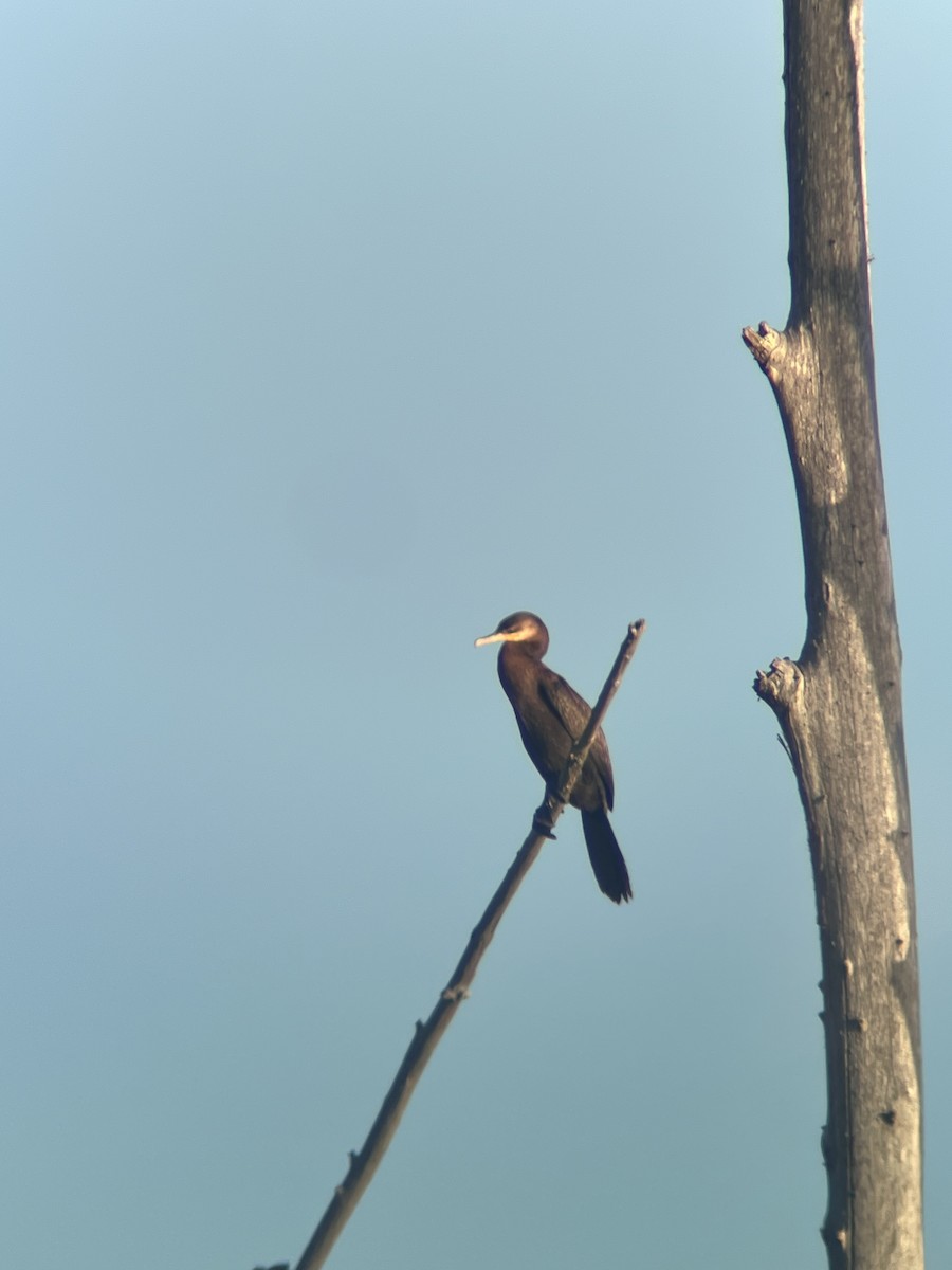 eBird Checklist - 26 Jul 2025 - Hatchie NWR--O'Neal Lake - 52 species