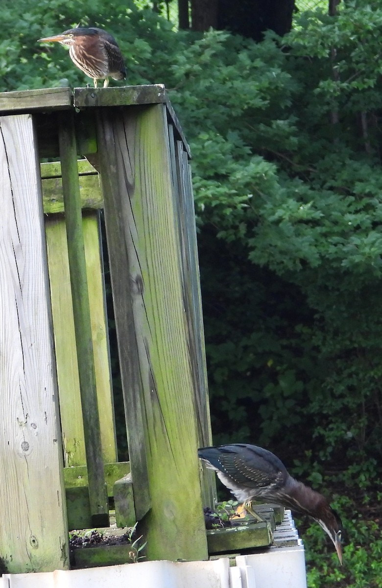 eBird Checklist - 26 Jul 2025 - Daniels Run Park - 24 species