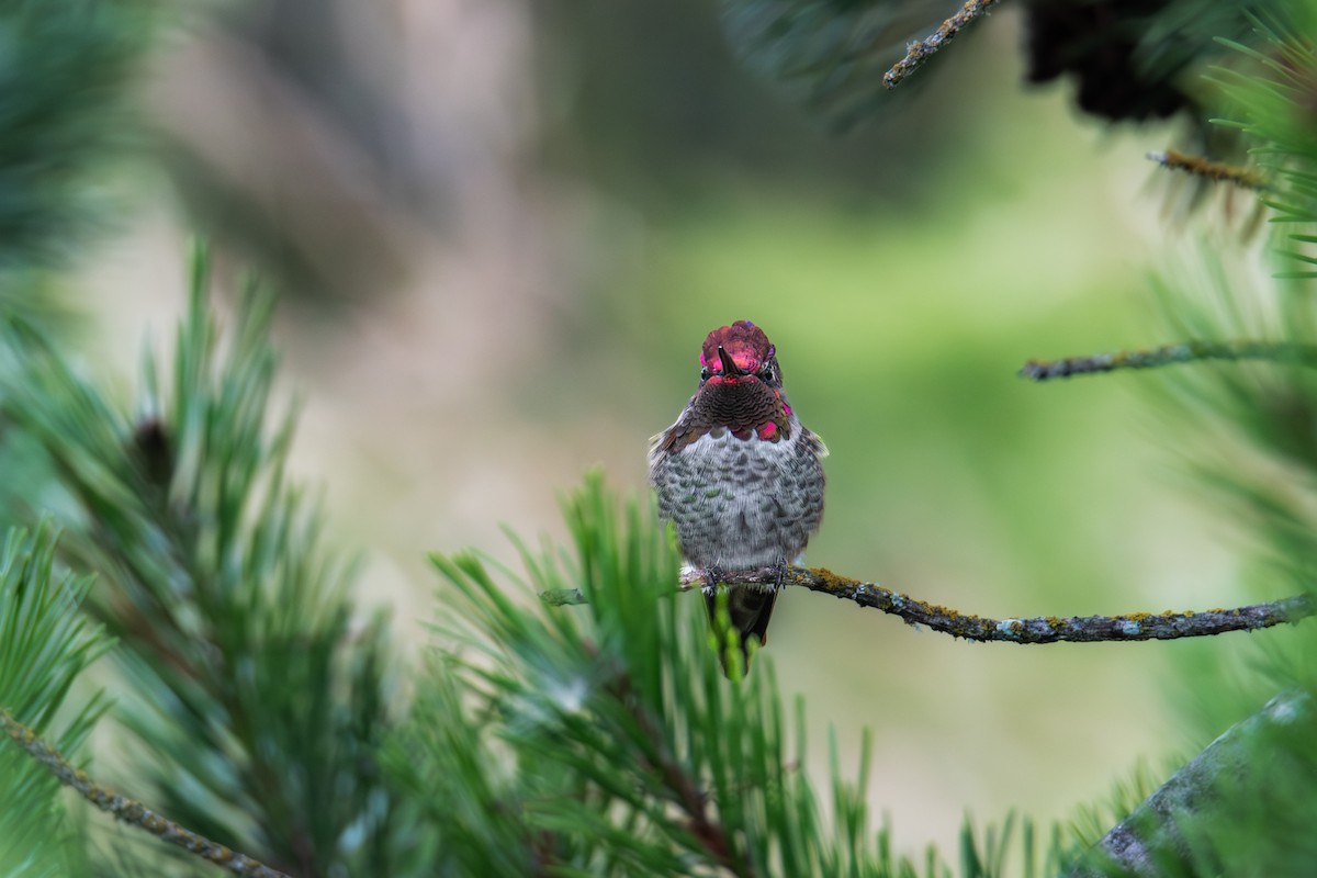 eBird Checklist - 26 Jul 2025 - Point Defiance Park--Dune Peninsula ...