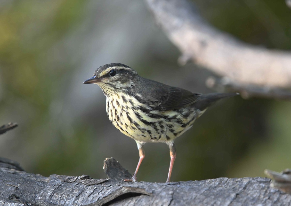 eBird Checklist - 26 Jul 2025 - Bob & Betty Cummings Memorial Park - 51 ...