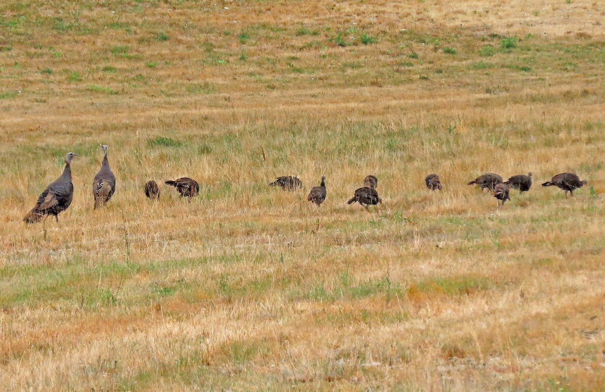 eBird Checklist - 26 Jul 2025 - Rickreall Creek Trail System - 24 species