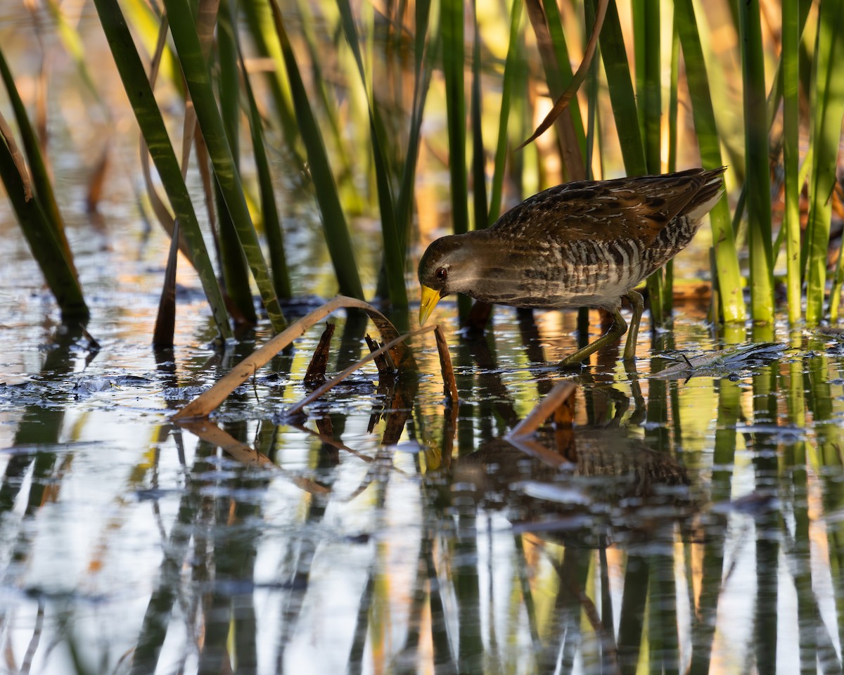 eBird Checklist - 26 Jul 2025 - I-20 Pond/Jenna Welch Nature Ctr. (FWTX ...