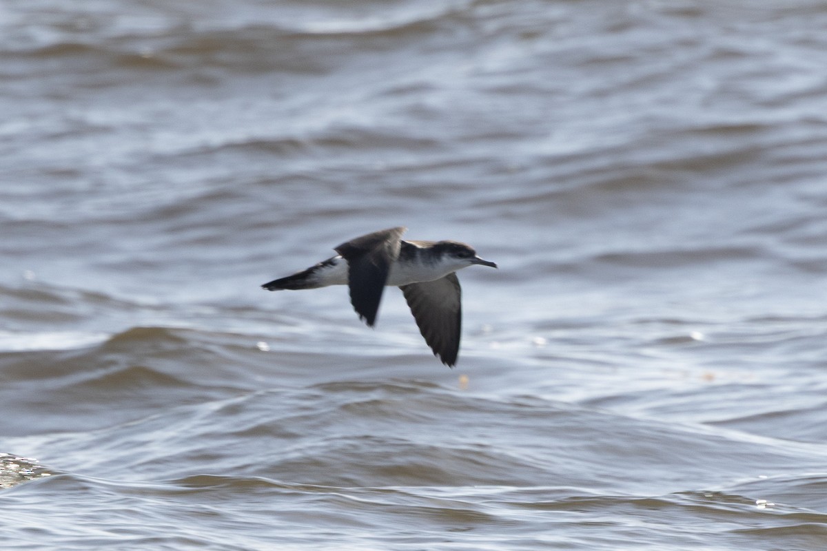 ML639427734 - Sargasso Shearwater - Macaulay Library