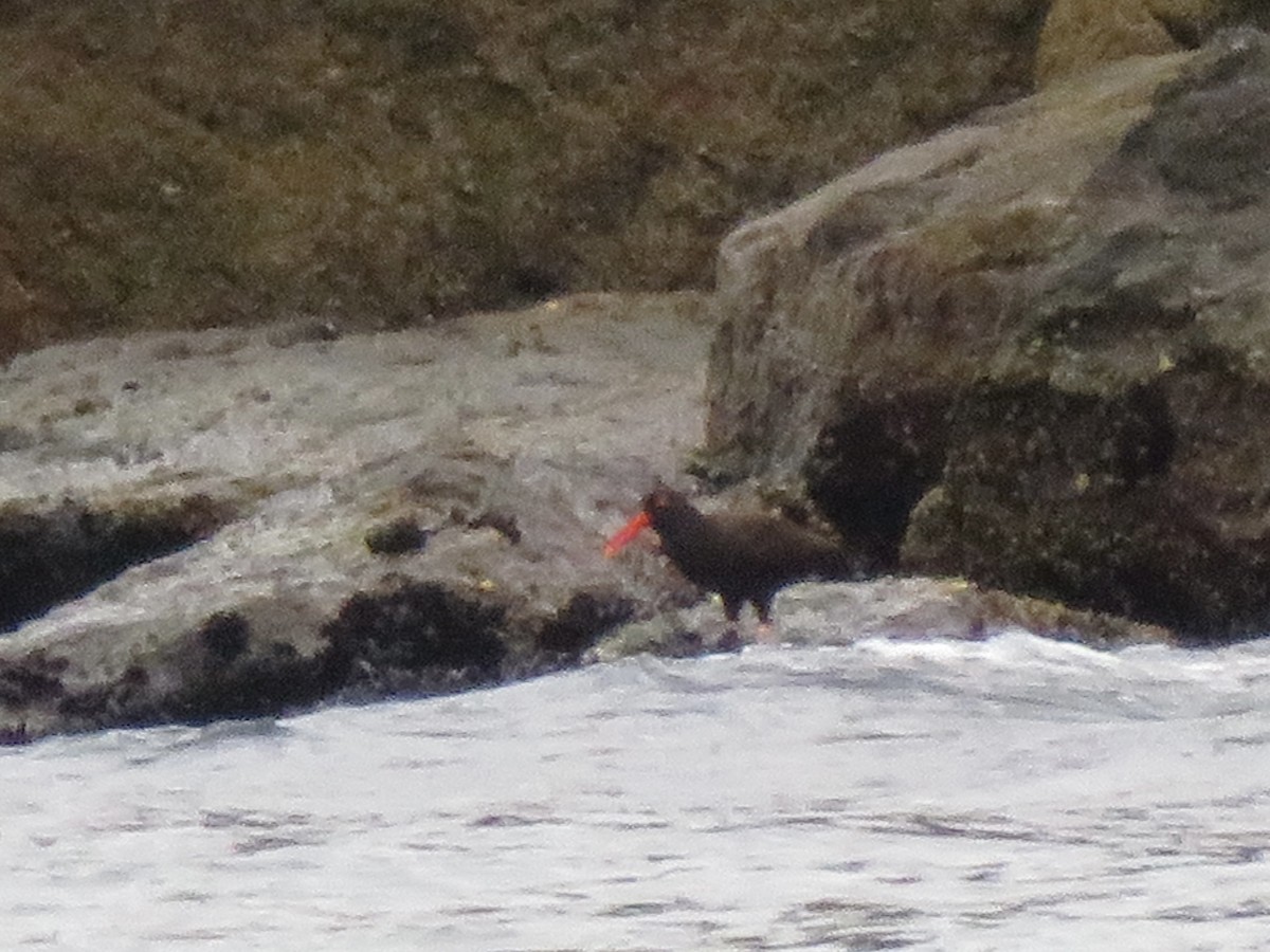 eBird Checklist - 26 Jul 2025 - Playa del Rey/Ballona area - 35 species