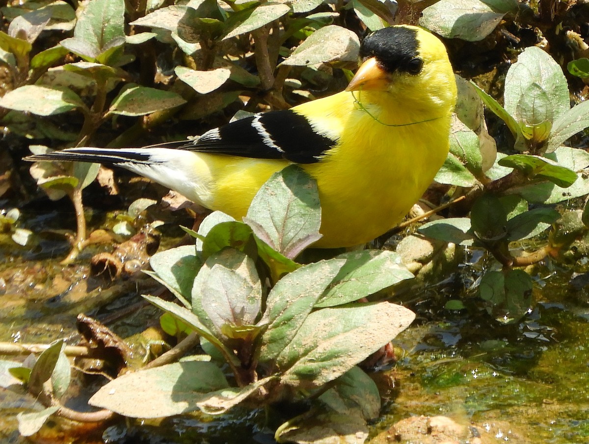 eBird Checklist - 26 Jul 2025 - Lake Atalanta - 9 species