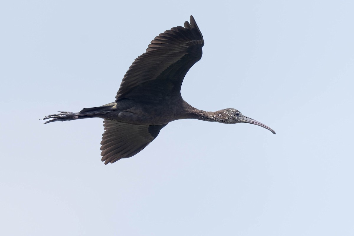 eBird Checklist - 26 Jul 2025 - Sunset Cove Park - 28 species
