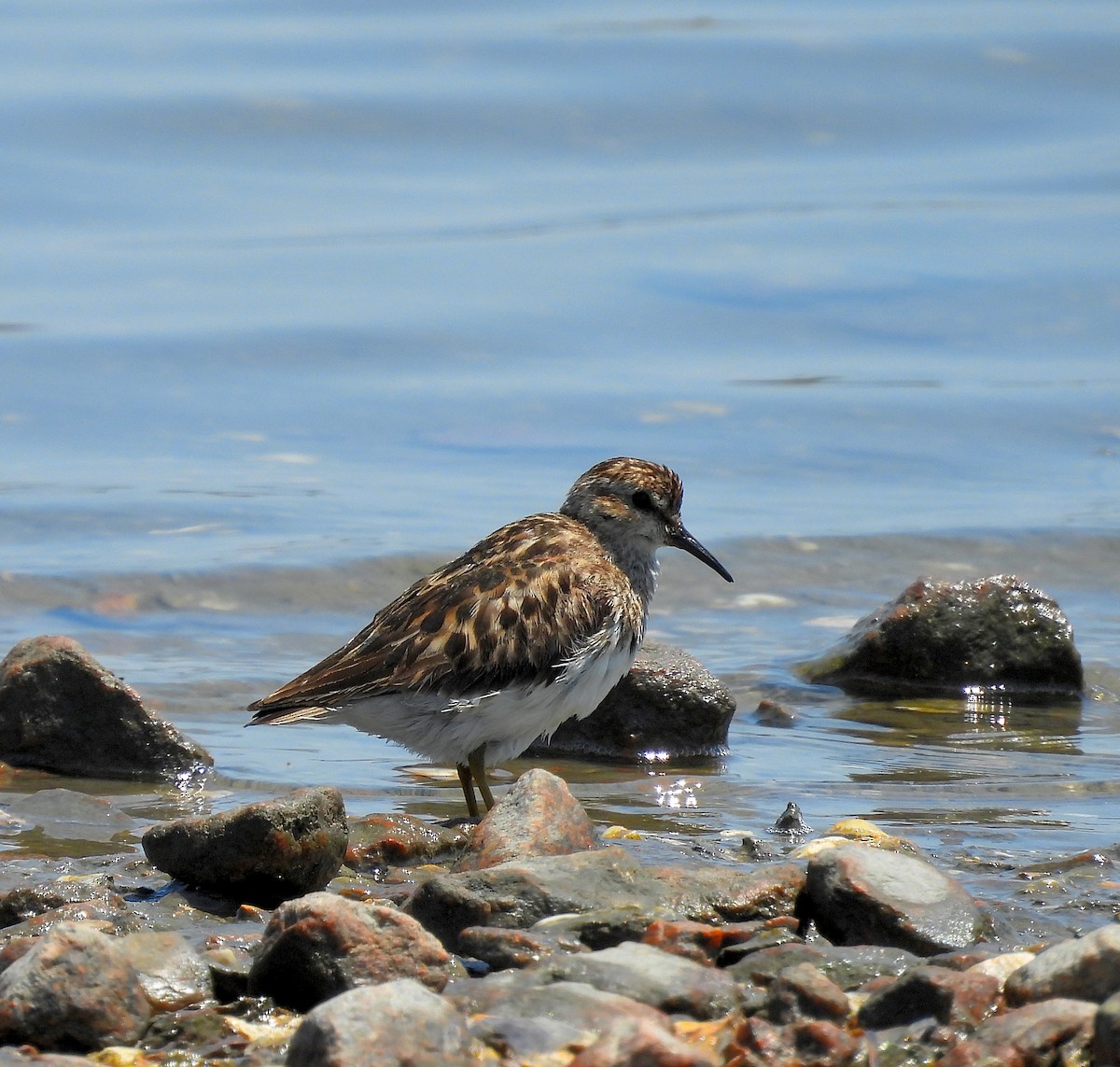 eBird Checklist - 26 Jul 2025 - Guinea Marsh--Maryus Road - 13 species
