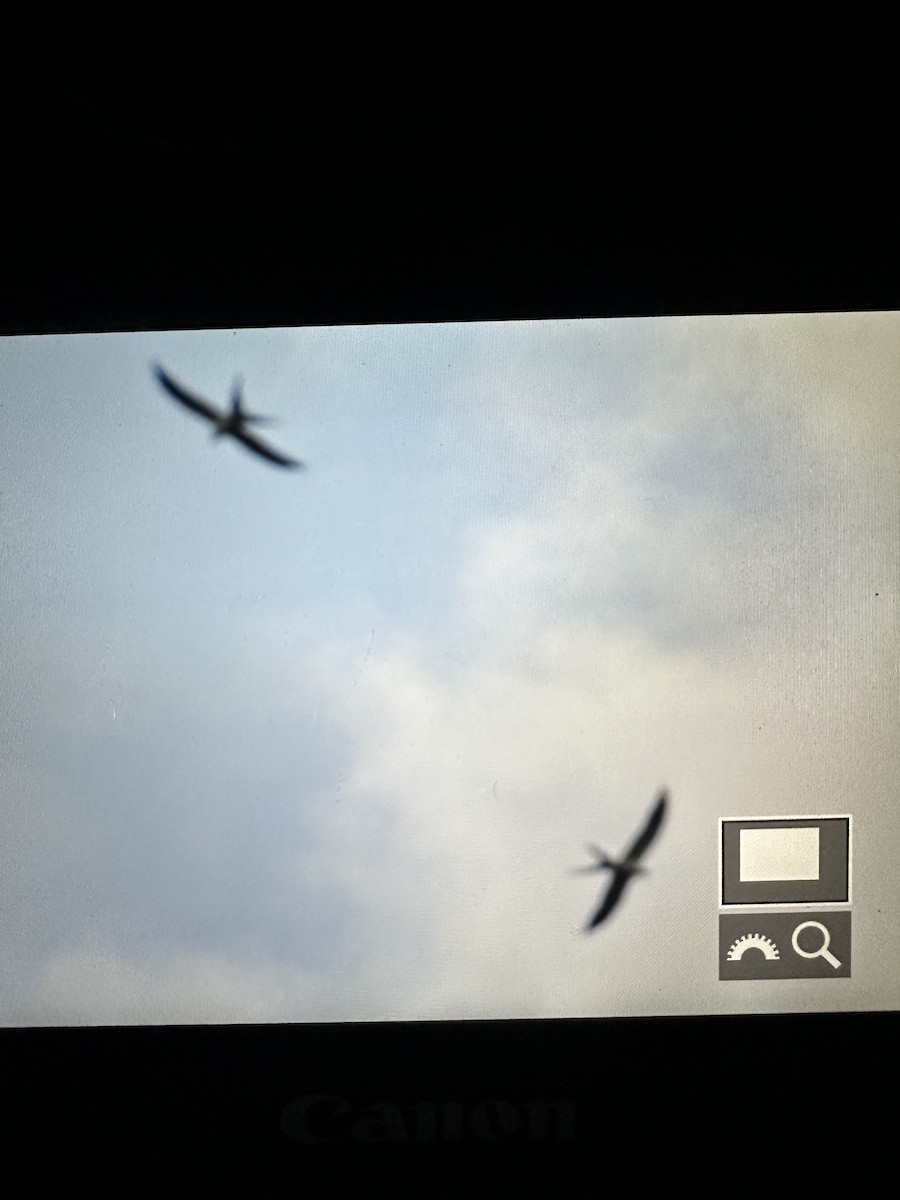 eBird Checklist - 23 Jul 2025 - 1980 Sackettsford Rd, Jamison US-PA (40 ...