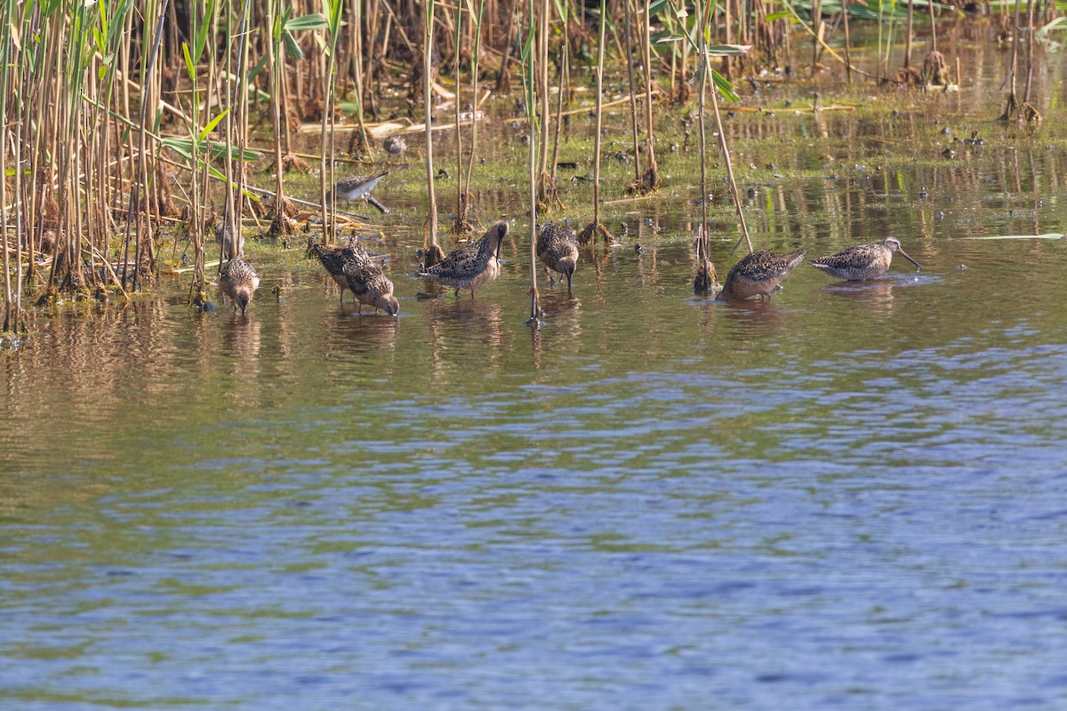 eBird Checklist - 26 Jul 2025 - Parker River NWR--Hellcat Dike - 30 species