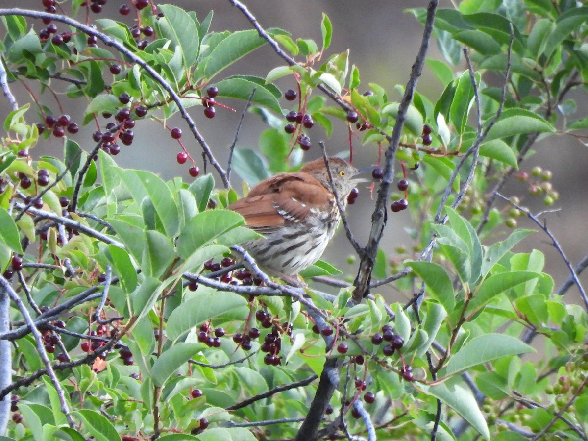 eBird Checklist - 26 Jul 2025 - Lair O' the Bear Park - 29 species