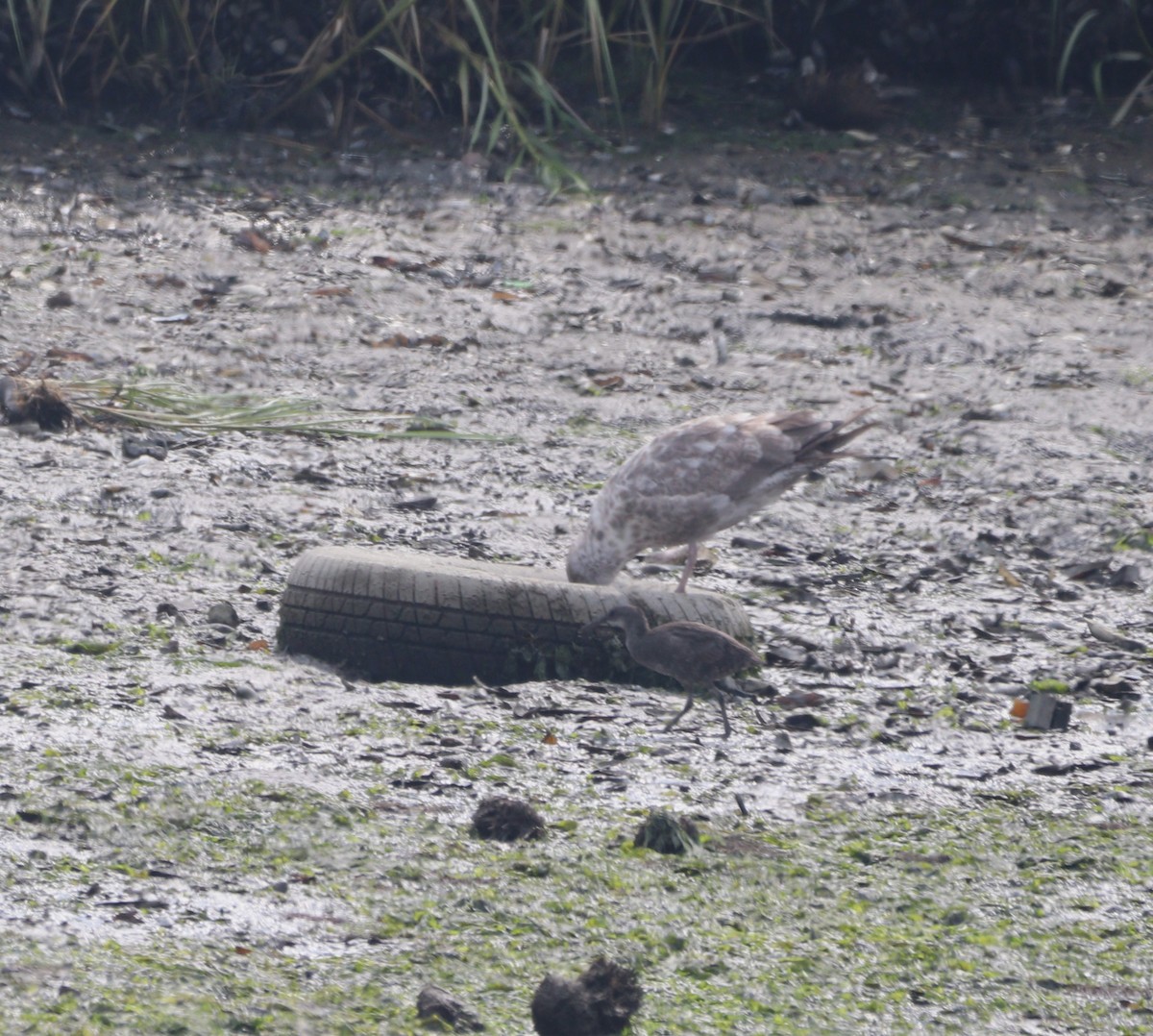eBird Checklist - 26 Jul 2025 - Sunset Cove Park - 22 species (+1 other ...