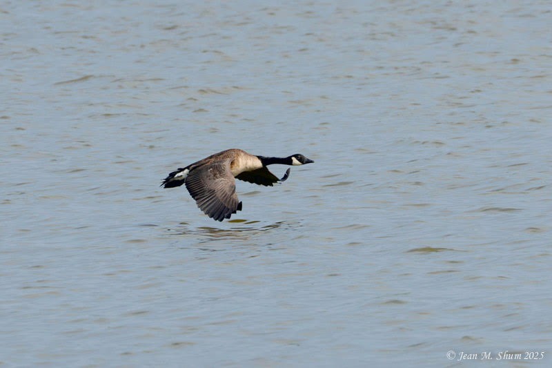 eBird Checklist - 26 Jul 2025 - Jamaica Bay Wildlife Refuge--West Pond ...