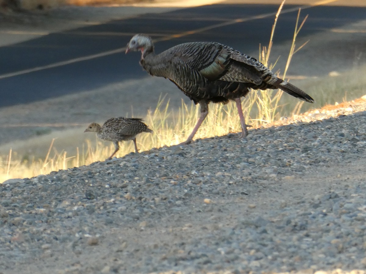 eBird Checklist - 26 Jul 2025 - American River Parkway behind condo ...