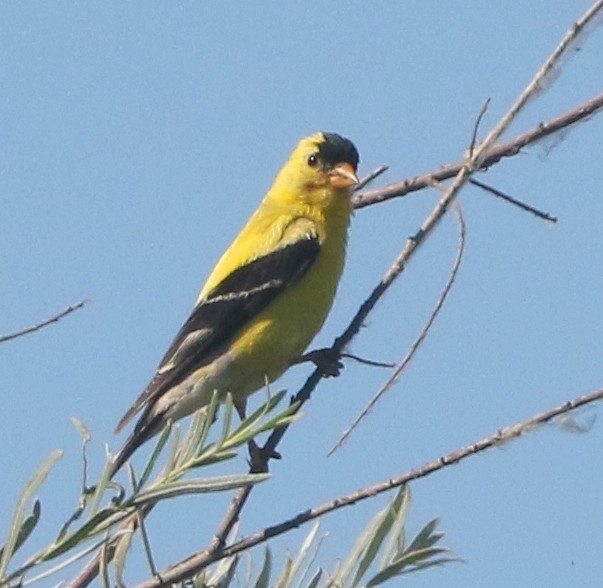 eBird Checklist - 26 Jul 2025 - Cold Springs NWR - 5 species
