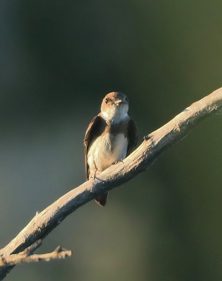eBird Checklist - 26 Jul 2025 - McNary Wildlife Nature Area & trail ...