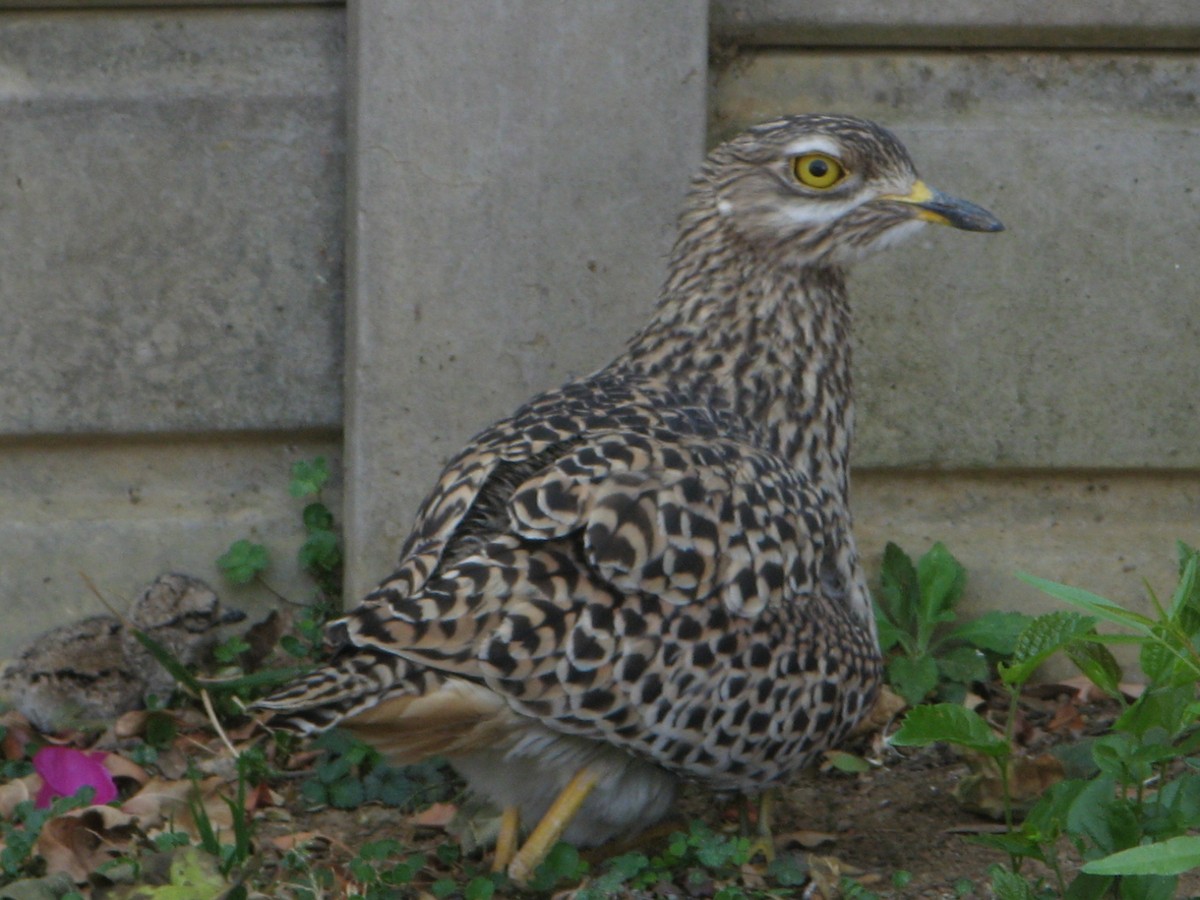 eBird Checklist - 13 Sep 2008 - Rustler's Valley Farm - 25 species