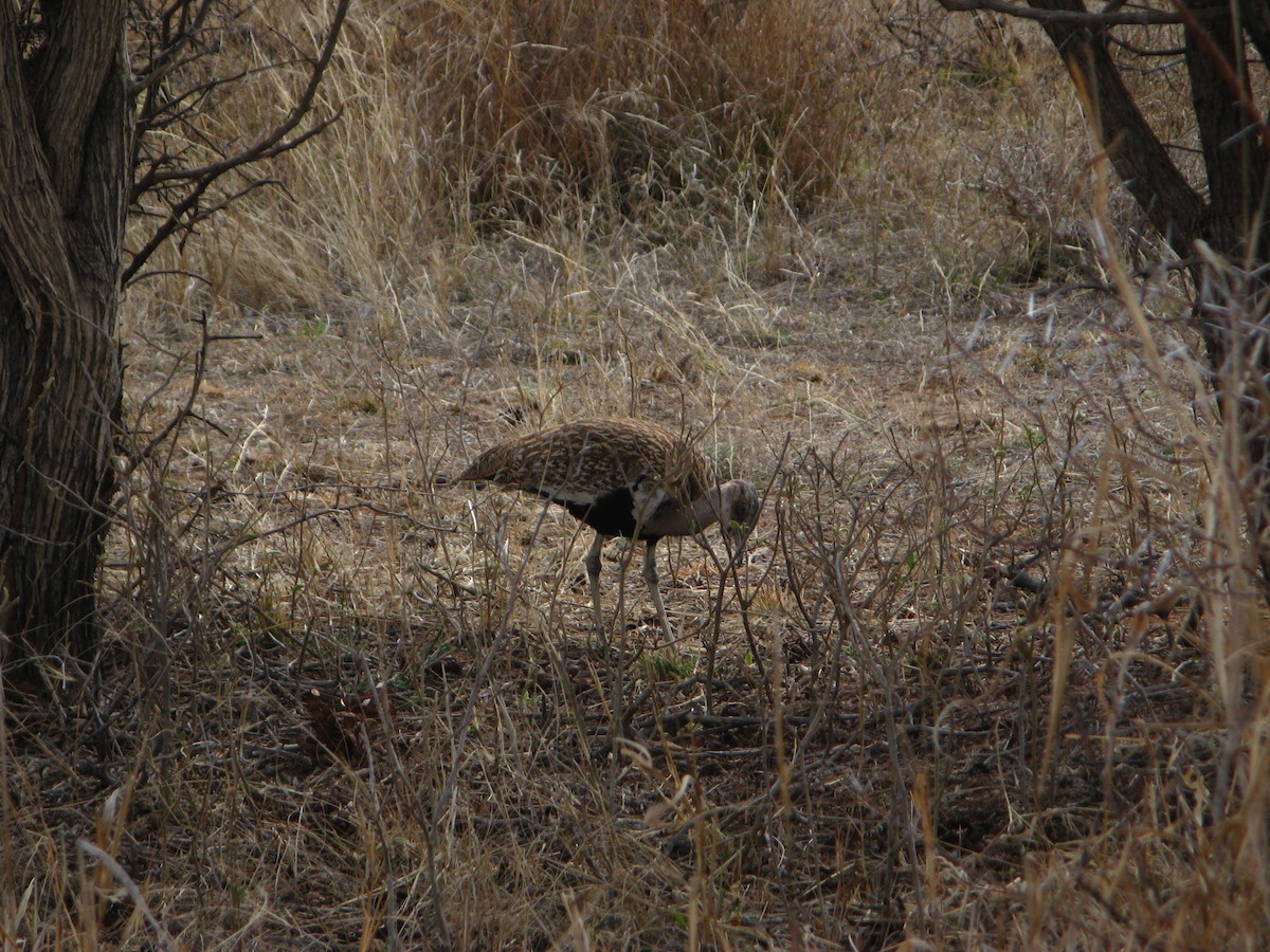 eBird Checklist - 9 Aug 2009 - Borakalalo NP - 98 species
