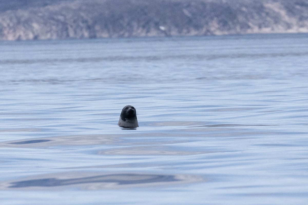 ML639446690 - Harp Seal - Macaulay Library