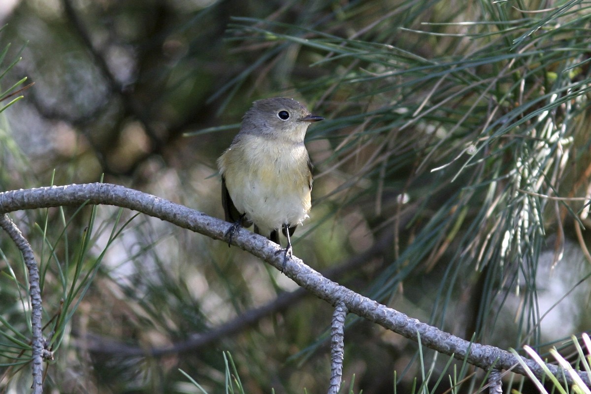 eBird Checklist - 25 Sep 2008 - Holkham NNR--East Hills - 10 species