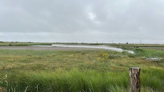 Frampton Marsh RSPB Reserve, Lincolnshire, England, United Kingdom ...