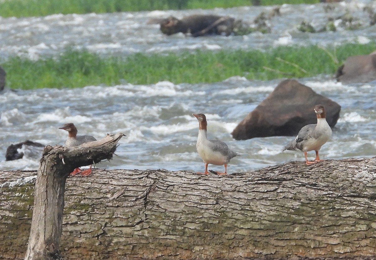 eBird Checklist - 27 Jul 2025 - C&O Canal--Violette's Lock - 32 species ...