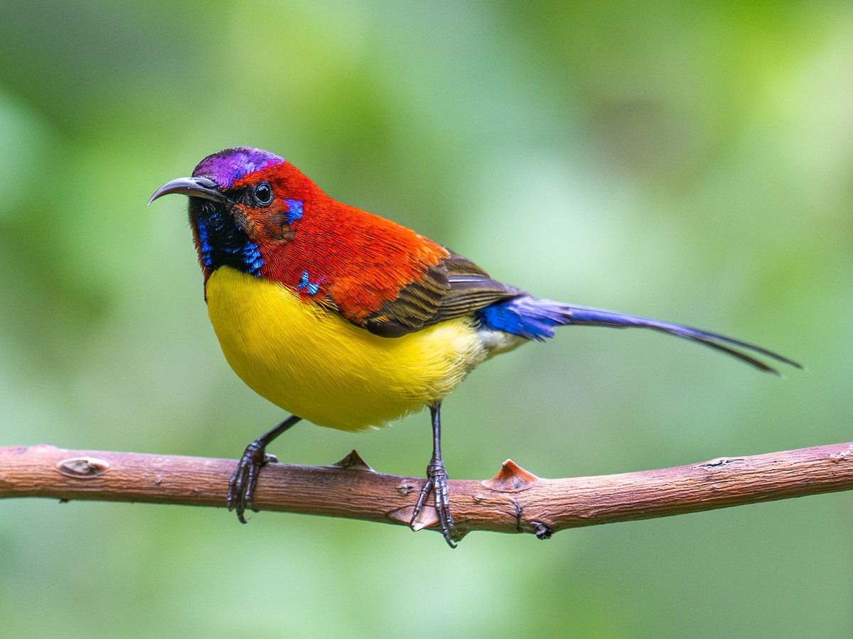 ML639457540 - Mrs. Gould's Sunbird - Macaulay Library
