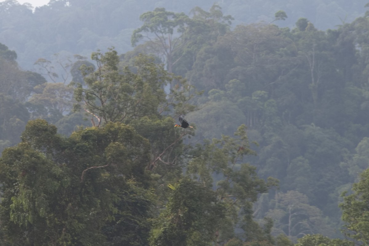 eBird Checklist - 27 Jul 2025 - Hala Bala Chom Sat - 8 species