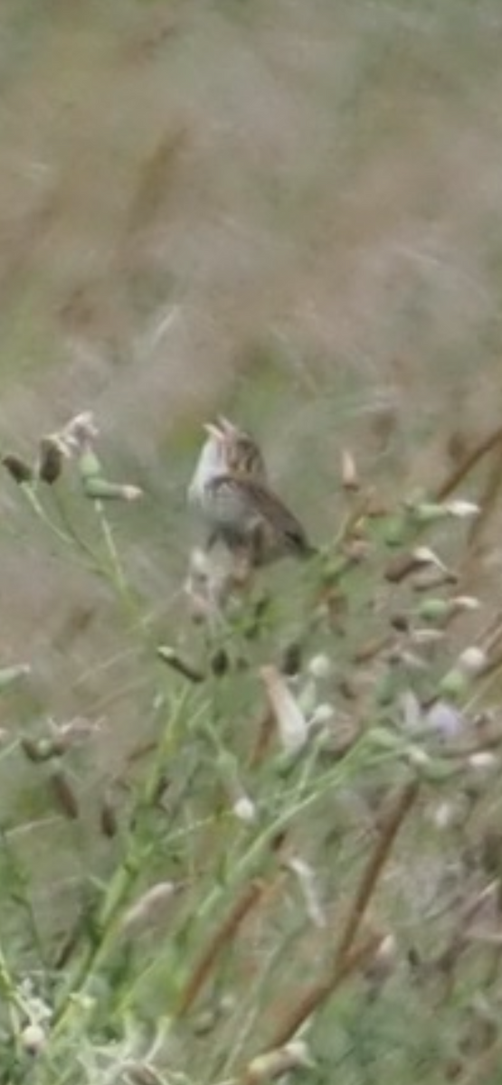 eBird Checklist - 26 Jul 2025 - Saint Joe unmowed field. - 21 species