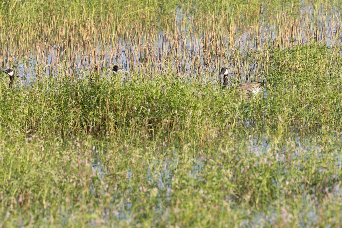 eBird Checklist - 27 Jul 2025 - I-20 Pond/Jenna Welch Nature Ctr. (FWTX ...
