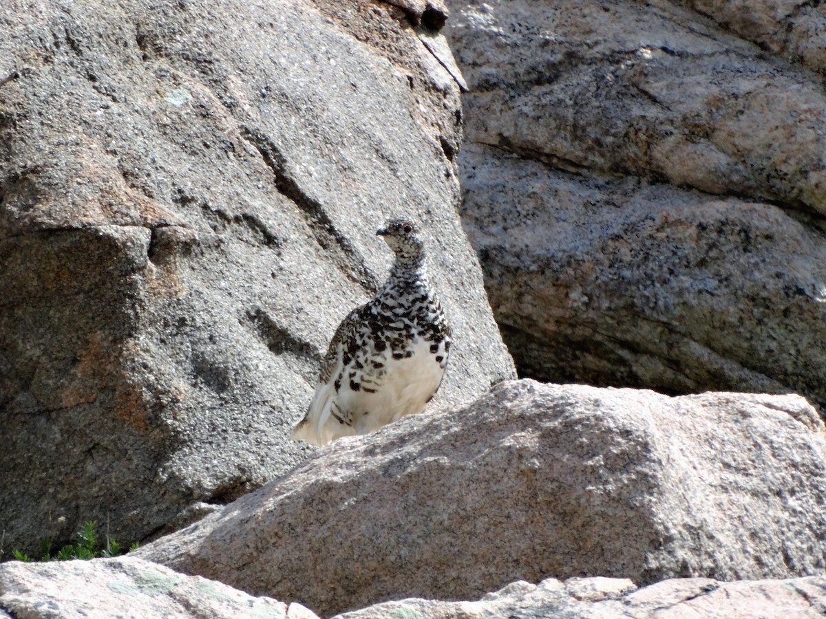 eBird Checklist - 18 Jul 2017 - Herman Gulch Trail (below Herman Lake ...