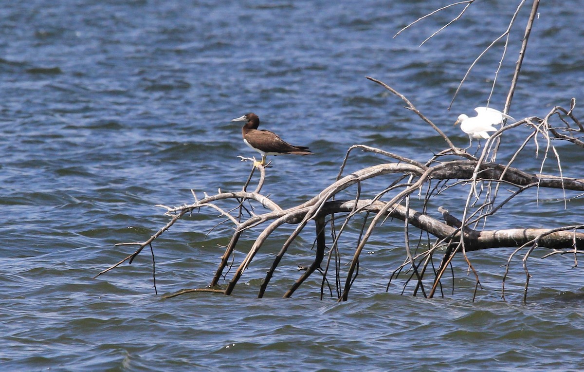 eBird Checklist - 27 Jul 2025 - Lake Conroe--Rookery Island - 19 species