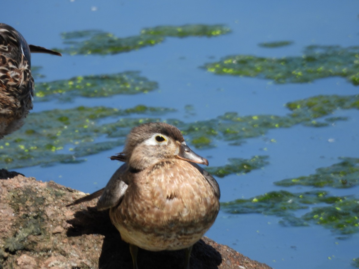 eBird Checklist - 26 Jul 2025 - Hampton--Rotary Nature Park - 17 species
