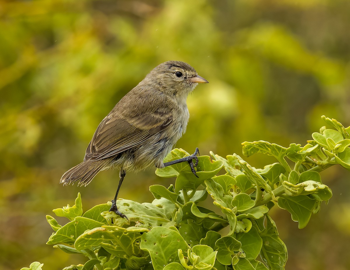 ML639469814 - Gray Warbler-Finch - Macaulay Library