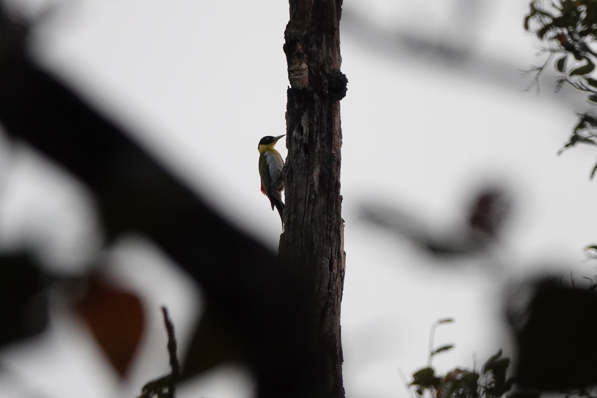 eBird Checklist - 8 Jan 2024 - Yok Don NP - 7 species